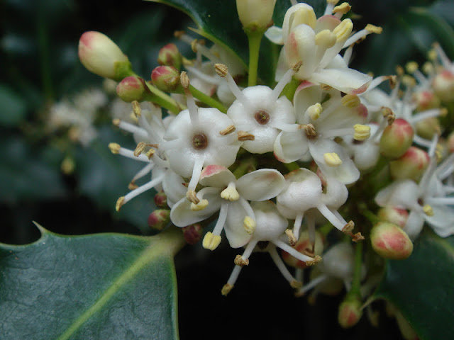 Fotografiando plantas: Acebo