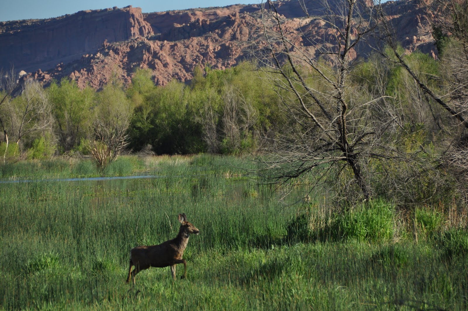 Old Campers in the Canyons: ARCHES, MOAB, AND THE SCOTT MATHESON ...
