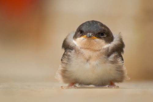 Easy Way (A Blog For Children): "How does a baby bird become a bird''