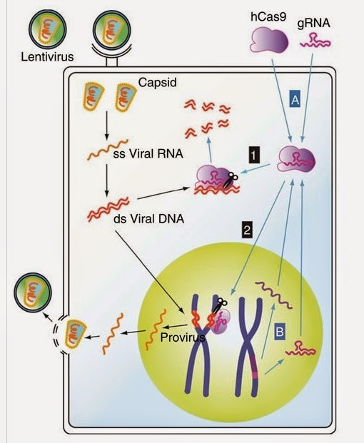 GenEdit, CRISPR: March 2015