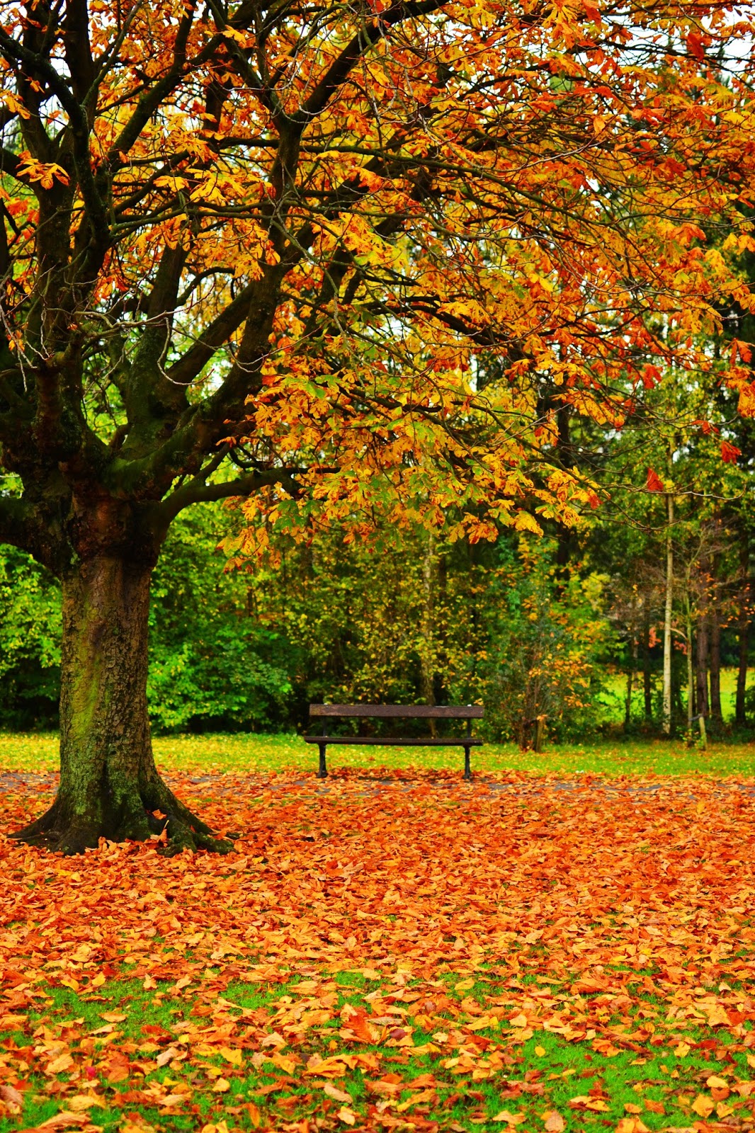 Middlesbrough Pride of Place Project Photo Competition