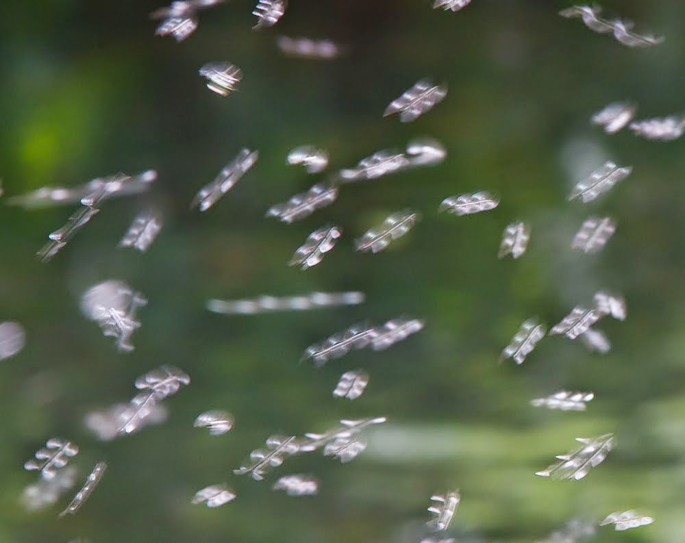 mitologias y leyendas del mundo: rods o ebanis (aves o insectos de seis ...