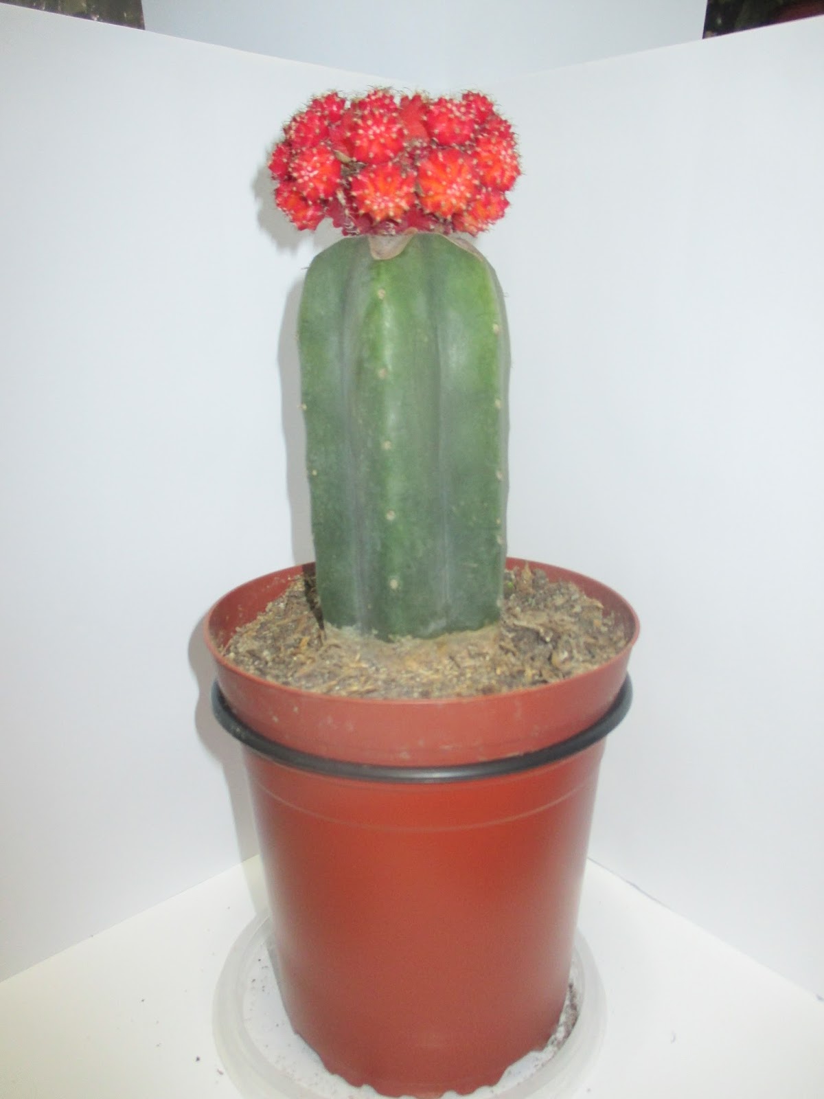 Gymnocalycium ROJO