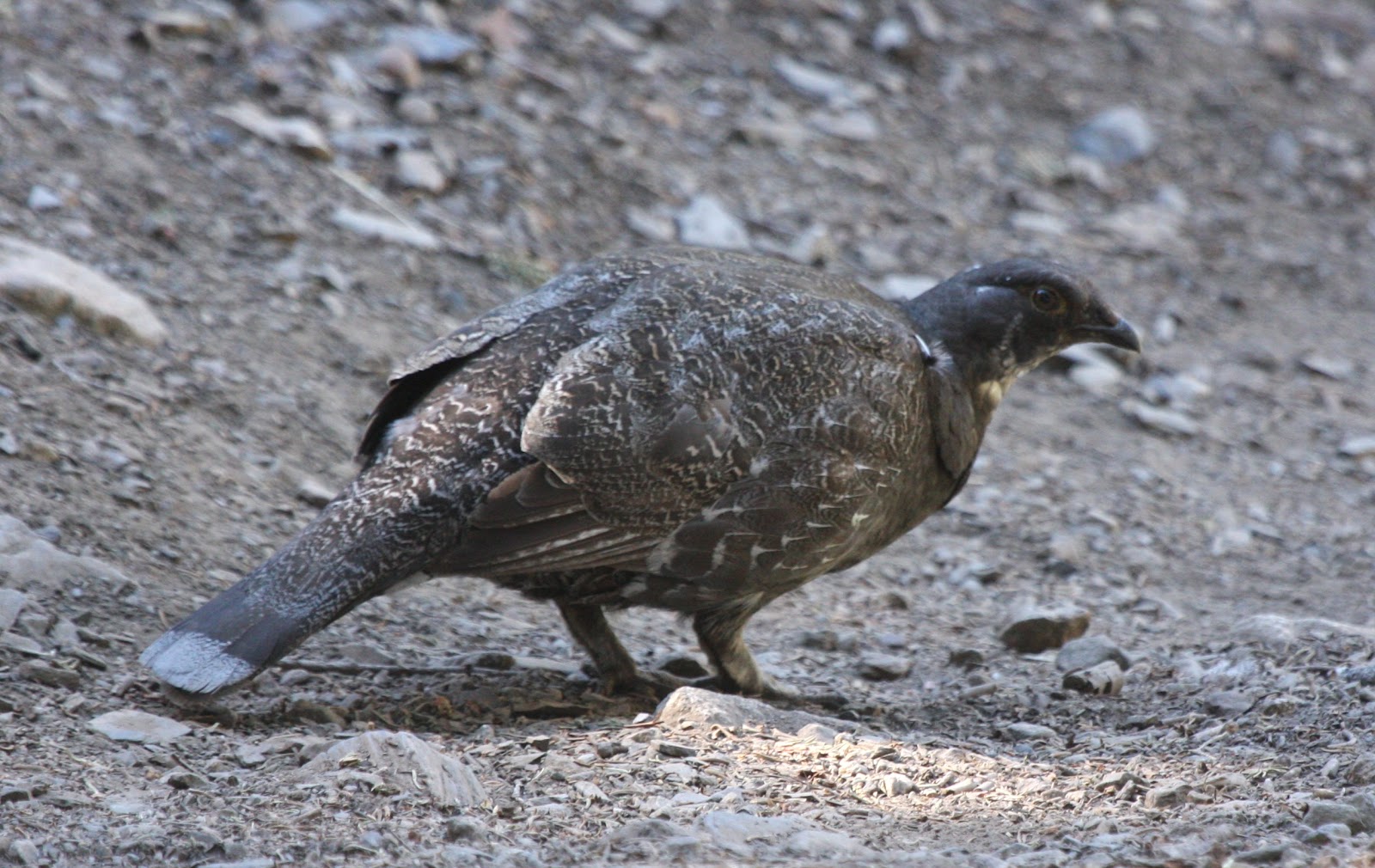 Such-n-Such Bird Blog: California Wanderings, Part 10: Kings Canyon and ...