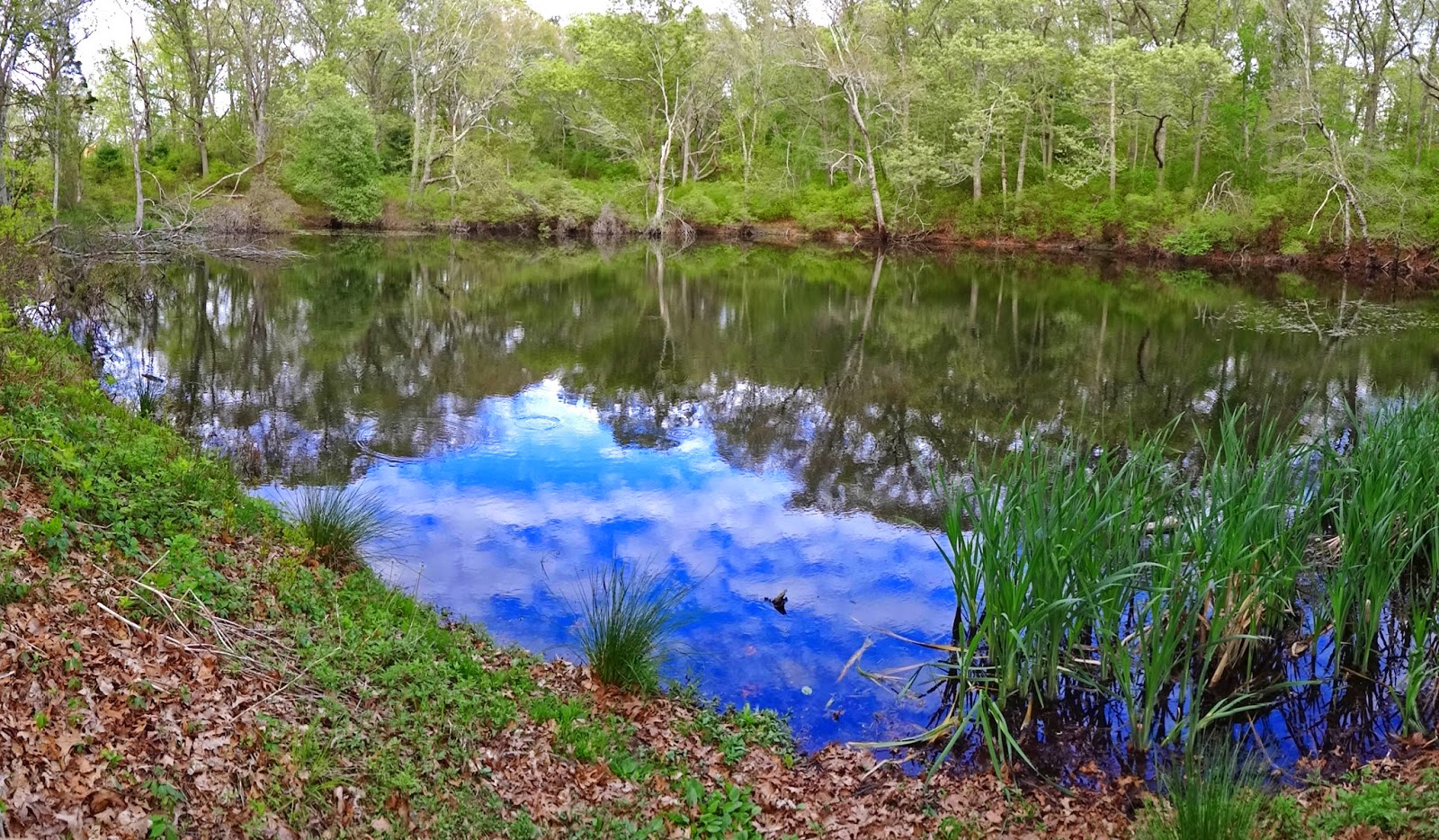 Joe's Retirement Blog: Walk Around a Pond, Manomet, Plymouth ...