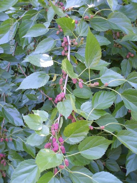 TRUDES PHOTONEWS: MEU QUINTAL - AMORA JAPONESA OU AMORA MIURA