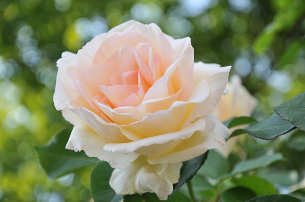 MAGYAR RÓZSATÁRSASÁG: BEMUTATKOZÁS