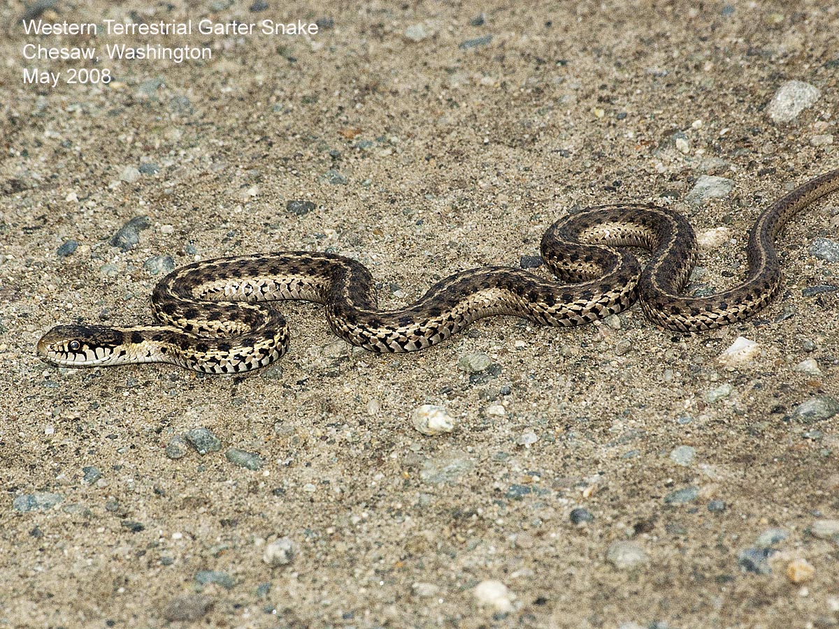 Northwest Nature Notes: GARTER SNAKES