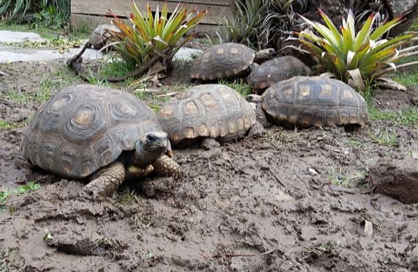 PLAAN : Tortuga Motelo - Chelonoidis denticulata