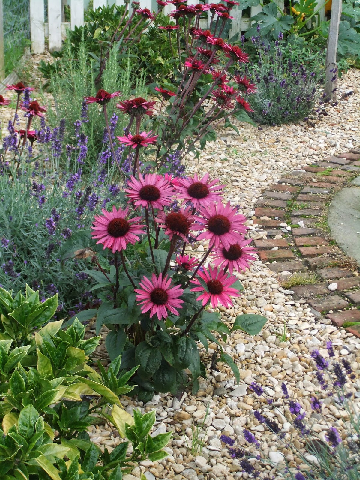 Pippa Purnell Garden Design: Planting: Refresh Your Borders