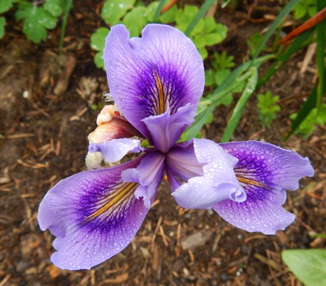 World of Irises: August 2015