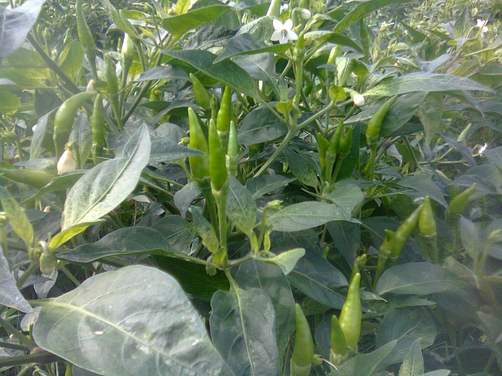 Foto Bergambar Pertumbuhan Cabe Rawit Berbuah Lebat - Tips Bertani Cabe