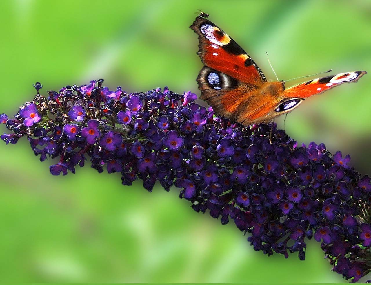 Nice Pictures of Beautiful Butterflies of Different Colors