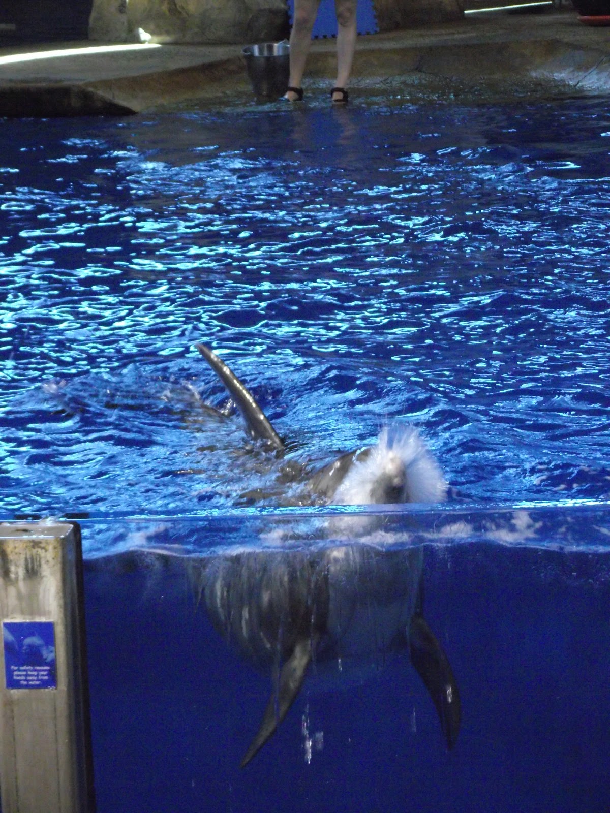 The Georgia Blaisdells: Minnesota Zoo