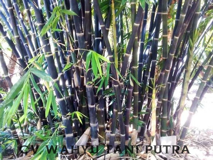 Bambu Hitam/ Bambu Wulung Potongan | CV. WAHYU TANI PUTRA