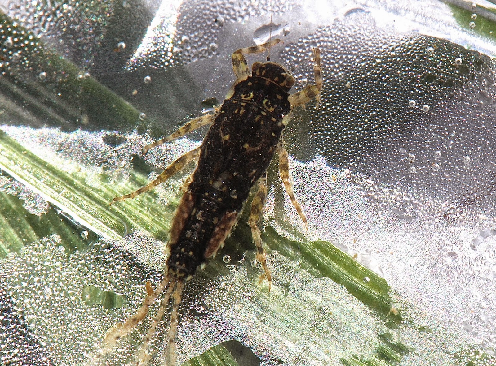 Aquatic Insects of Central Virginia: The Green Stonefly Haploperla ...