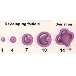 Our Journey Towards Parenthood: The 1st Step (Follicle Monitoring) | My ...