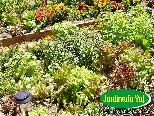 Consejos para cultivar hortalizas en su jardín. | CONSEJOS DE JARDINERIA