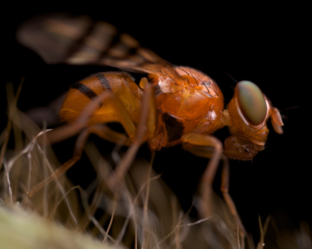 ムシをデザインしたのはダレ？: ヒロクチバエ科 の一種（ Rivellia sp.
