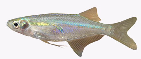 আমাদের খাদ্য, স্বাস্থ্য ও বিনোদন ৷ Daily Food, Health & Entertainment.