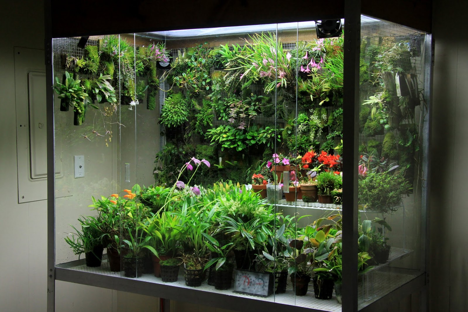 Orchids in Bloom: Rebuilt Orchidarium