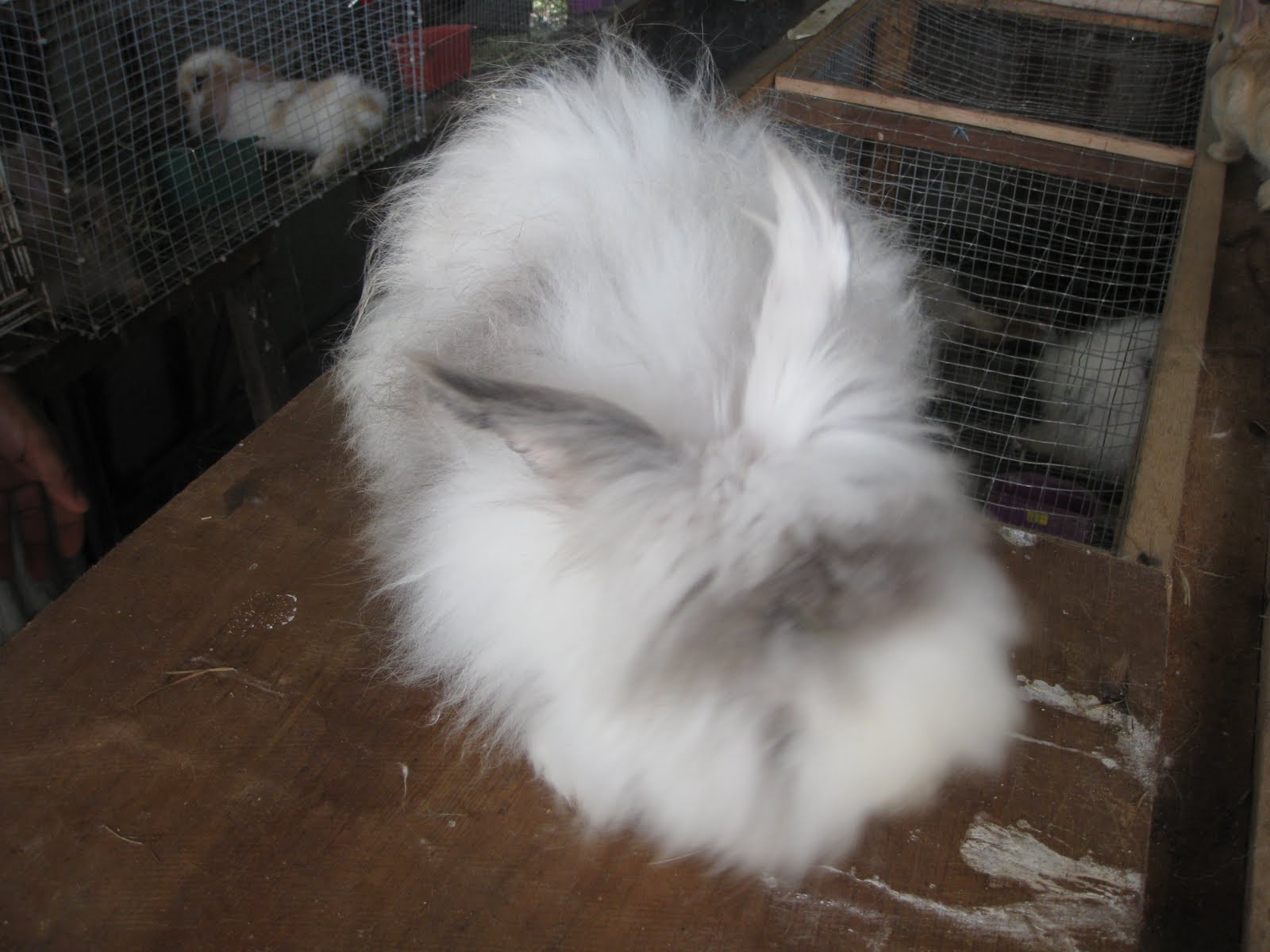 LADANG ARNAB BUKIT BADONG, SELANGOR - PUSAT PENJUALAN DAN PENTERNAKAN ...