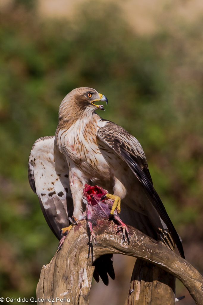 AGUILILLA CALZADA - Hieraatus Pennatus | Observatorio de la Naturaleza