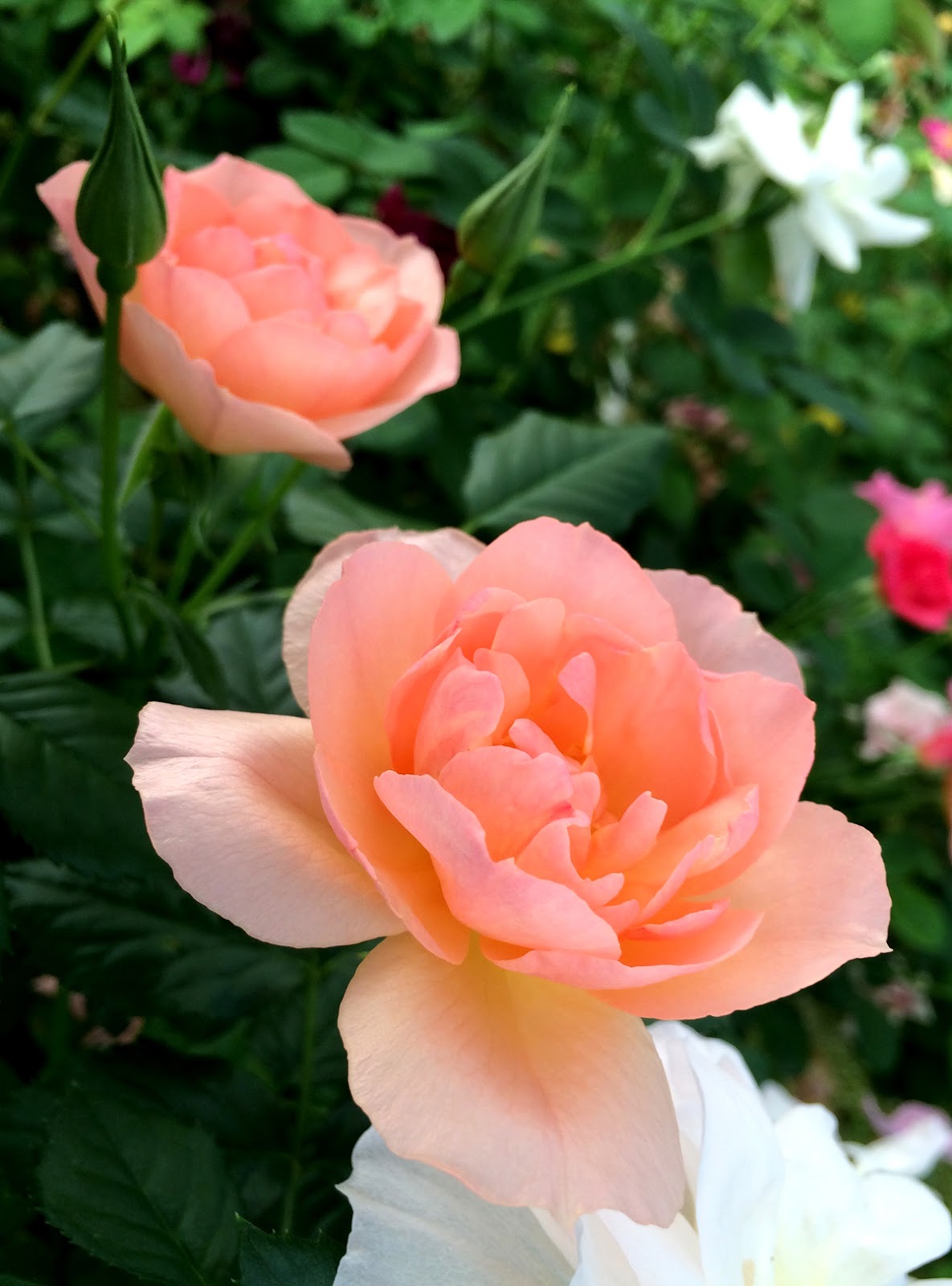 Rose Hybridizing: More Random 2015 Seedlings