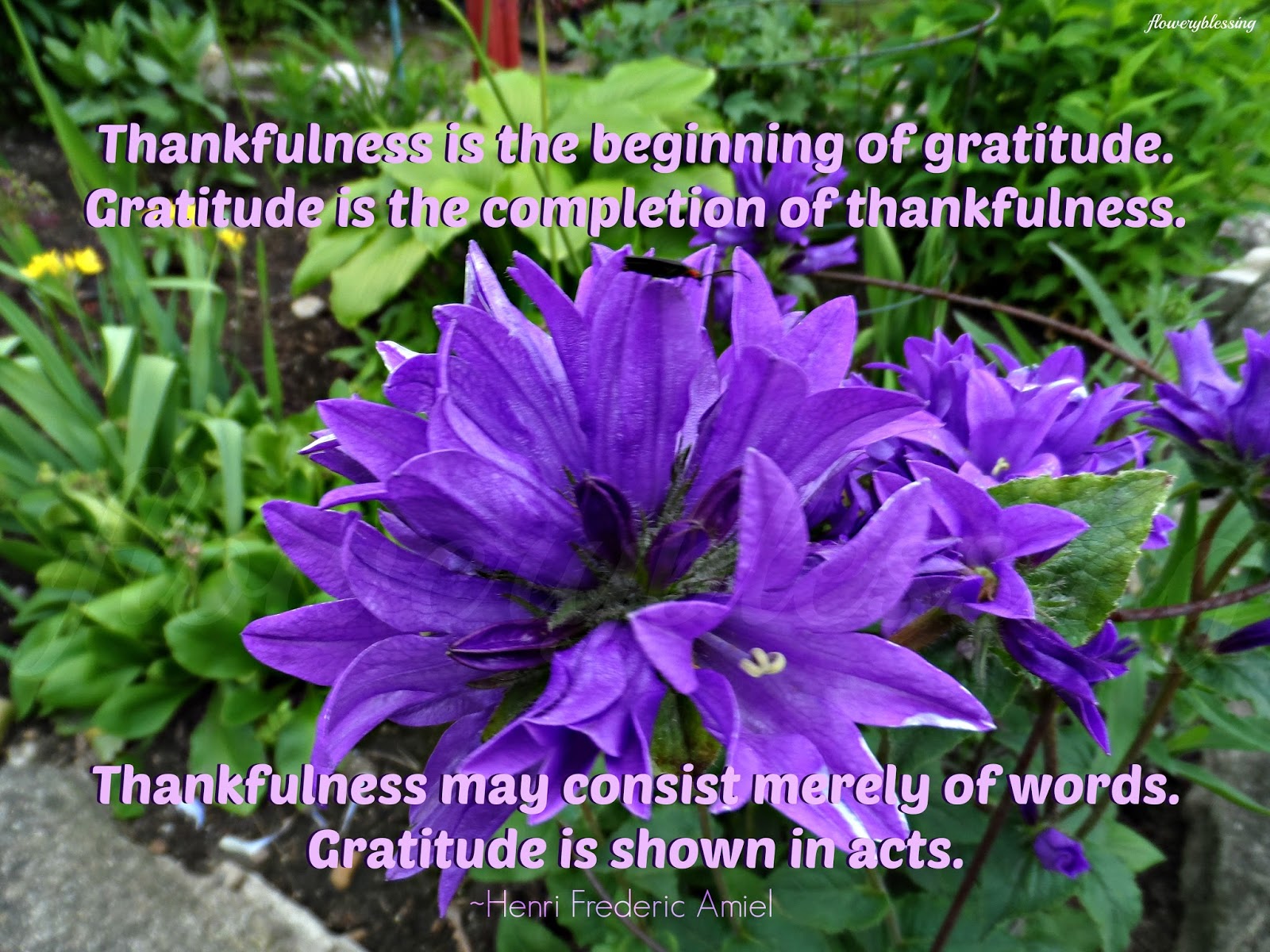 Flowery Blessing: Thankfulness is the beginning of gratitude. Gratitude ...