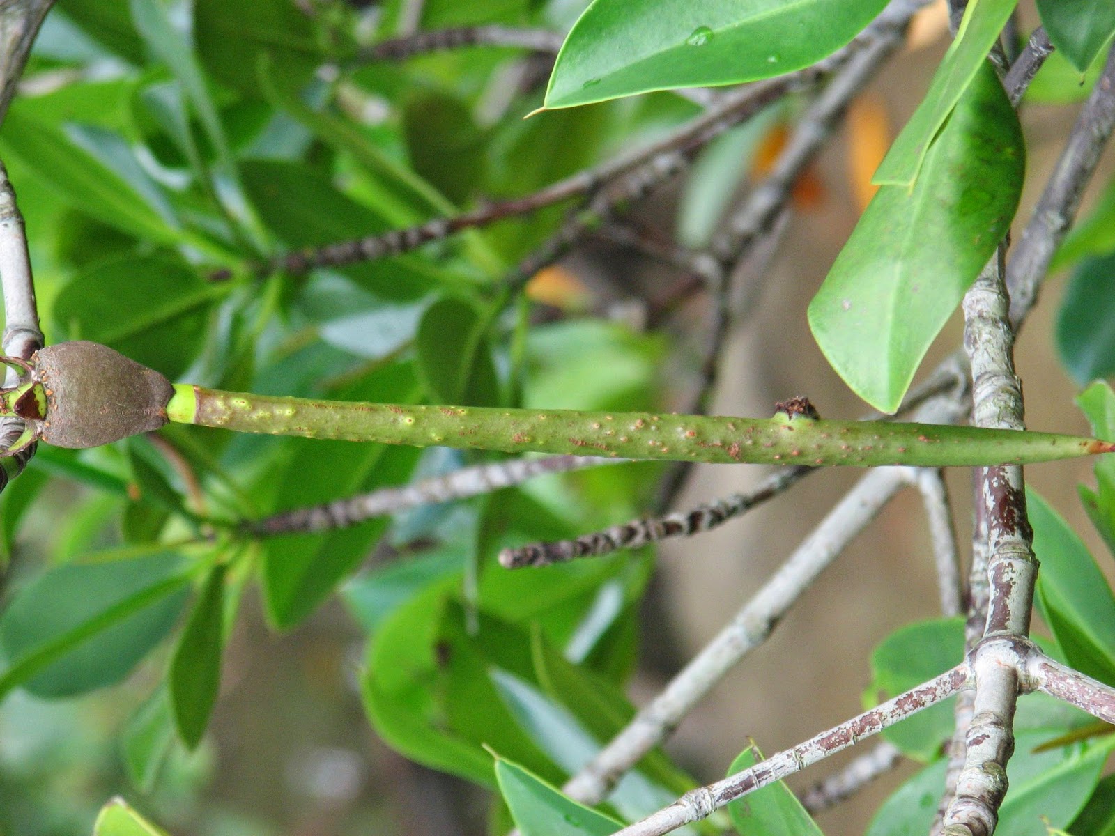 Indonesia Maritim: Rhizophora mucronata: Si Global