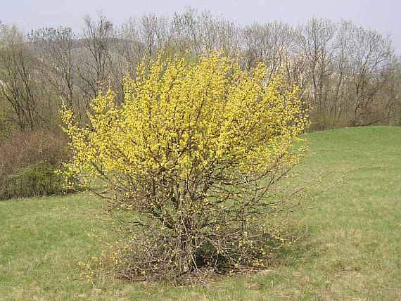 LJEKOVITO BILJE I LIJECENJE BILJEM: LJEKOVITO BILJE: Drijen (Cornus mas L.)