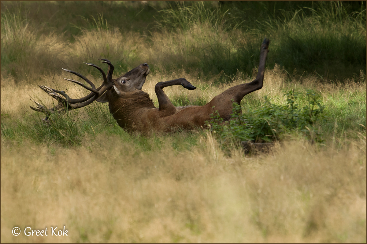 Foto`s van Greet: Herten