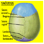 ANATOMÍA Y FISIOLOGÍA: ARTROLOGÍA