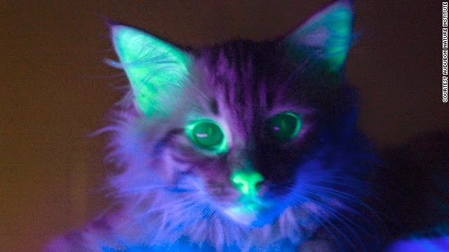 The Art of Science: Glowing Cats