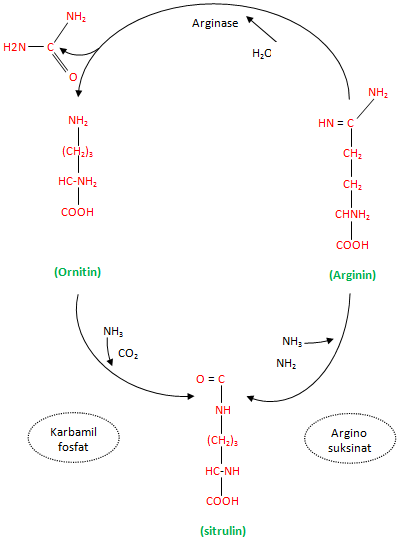 Limbah Hasil Metabolisme ~ IRFA BLOG