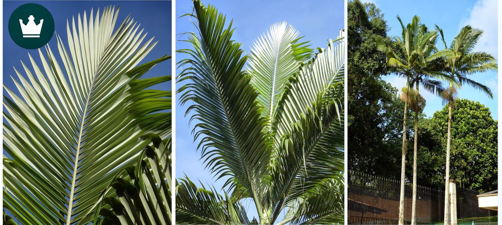 ARBORETUM: Reinado de palmas
