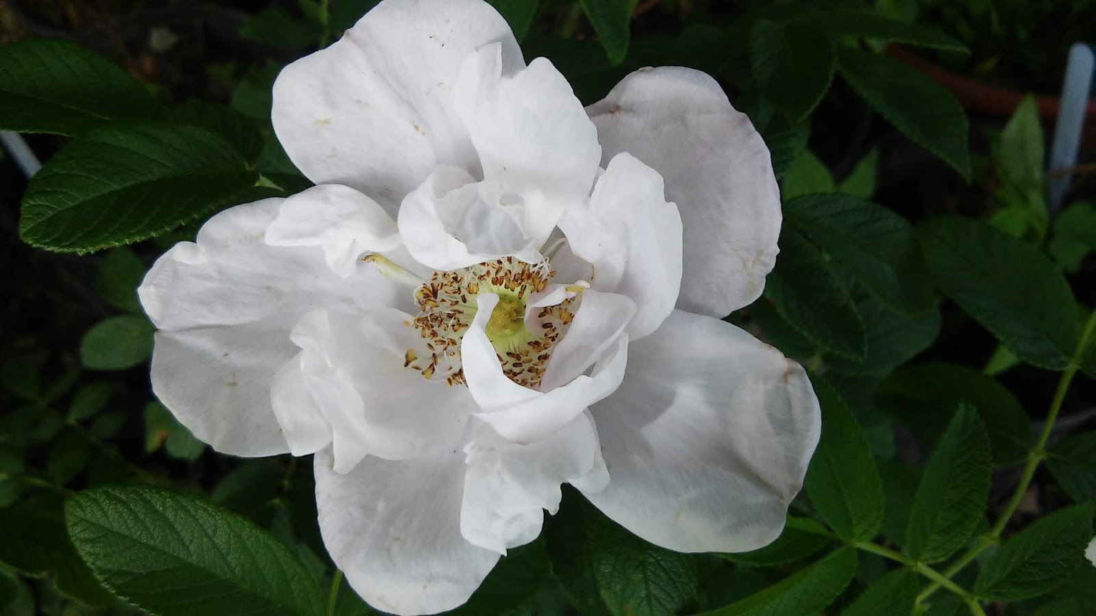 Ranczo Elma: Róża (Rosa) Schneekoppe