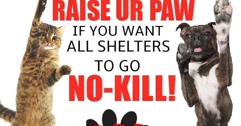 RAISE UR PAW NEWS: Go No Kill - Adopting No-Kill Policies Within Shelters