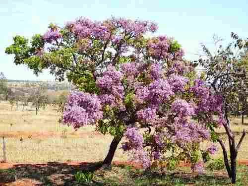 Curiosidades Vegetais: O angelim-rosa