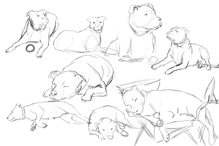 Anatamation: where Anatomy meets Animation: Dog anatomy