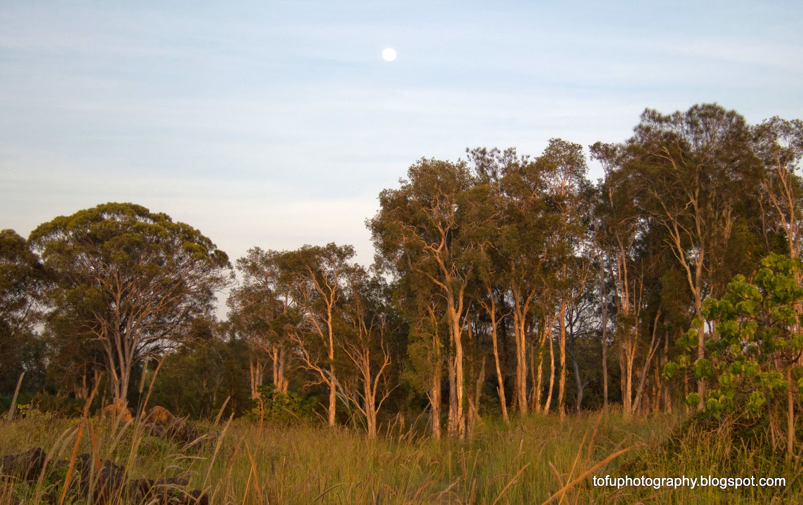 Tofu Photography: Bush setting