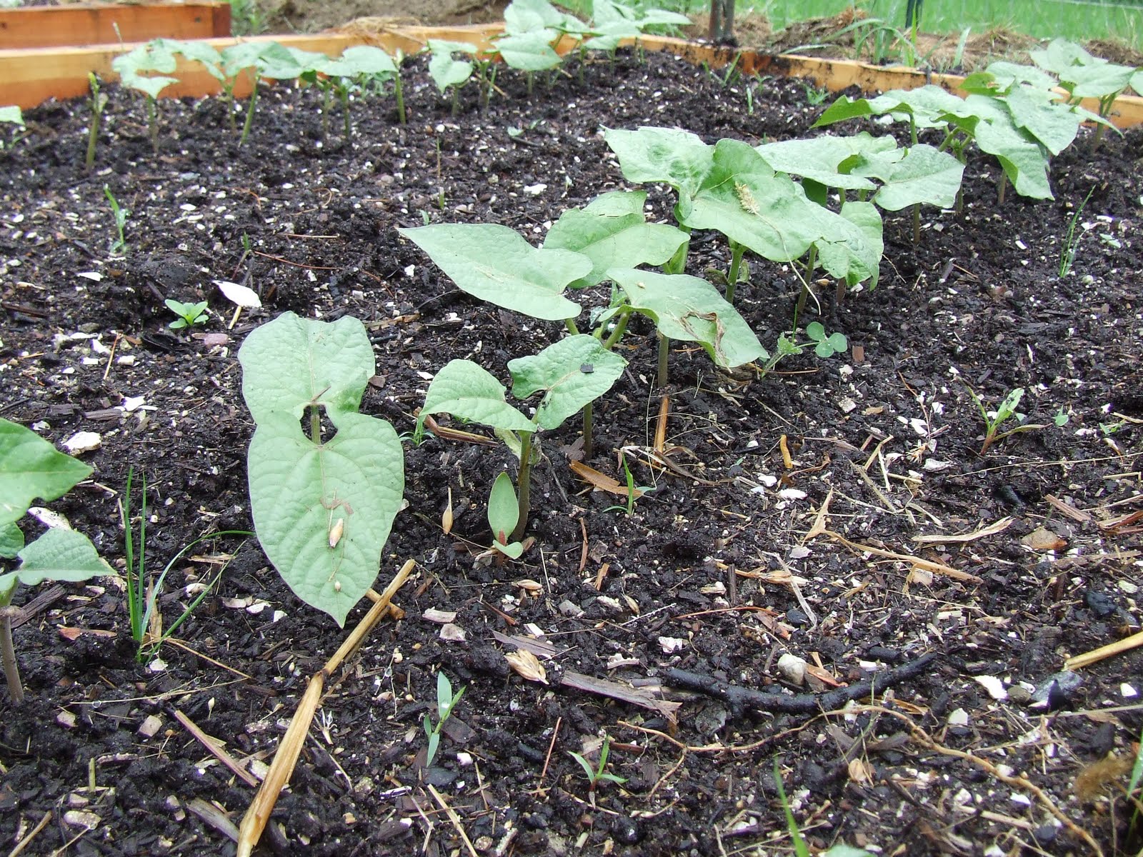 Plant it and Pullet: Weeding, and the chicken coop is built!