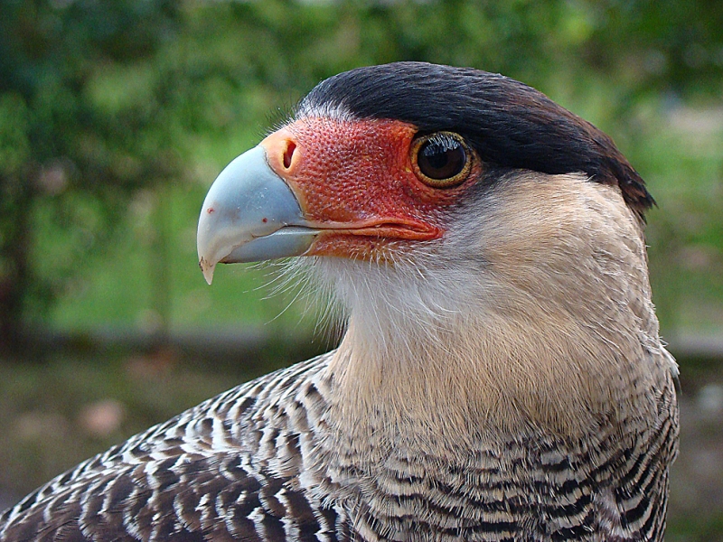 Avifauna de Pedro Leopoldo: CARCARÁ... PEGA MATA E COME...CARCARÁ ...