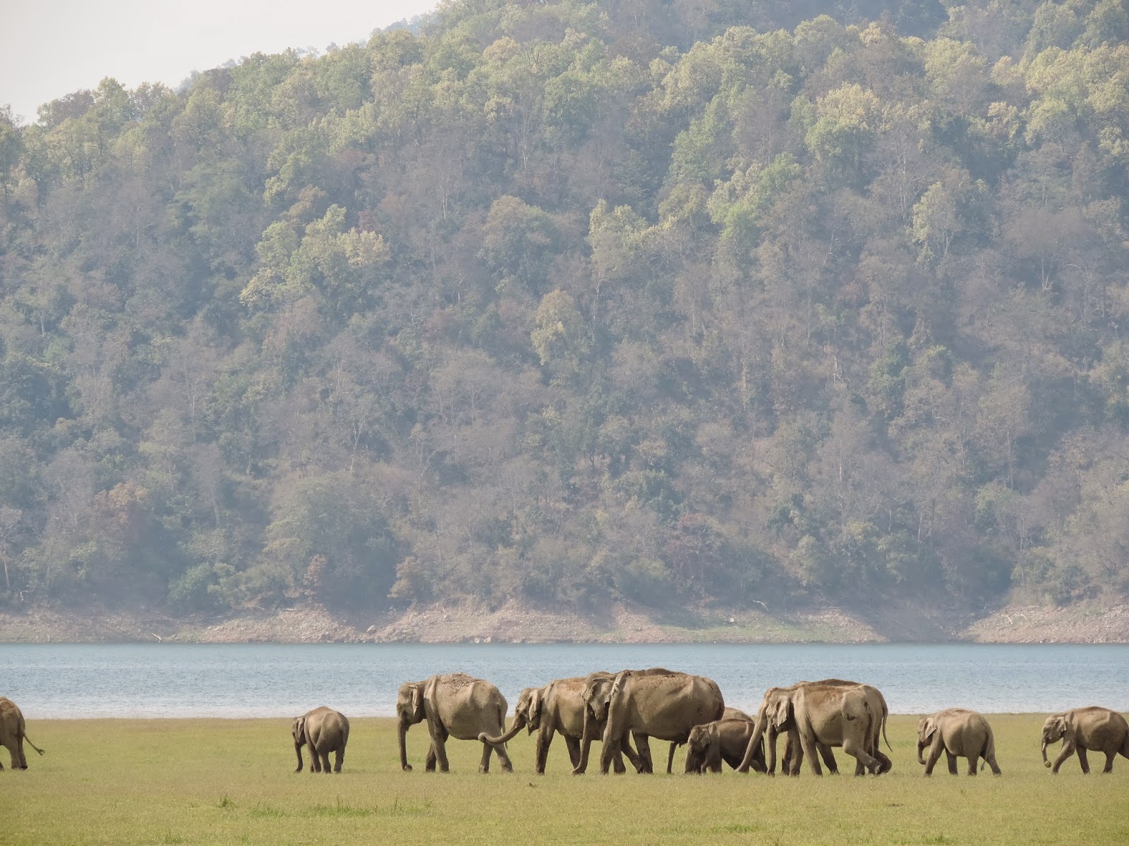 Just About Everything: Corbett National Park: Animals & Nature