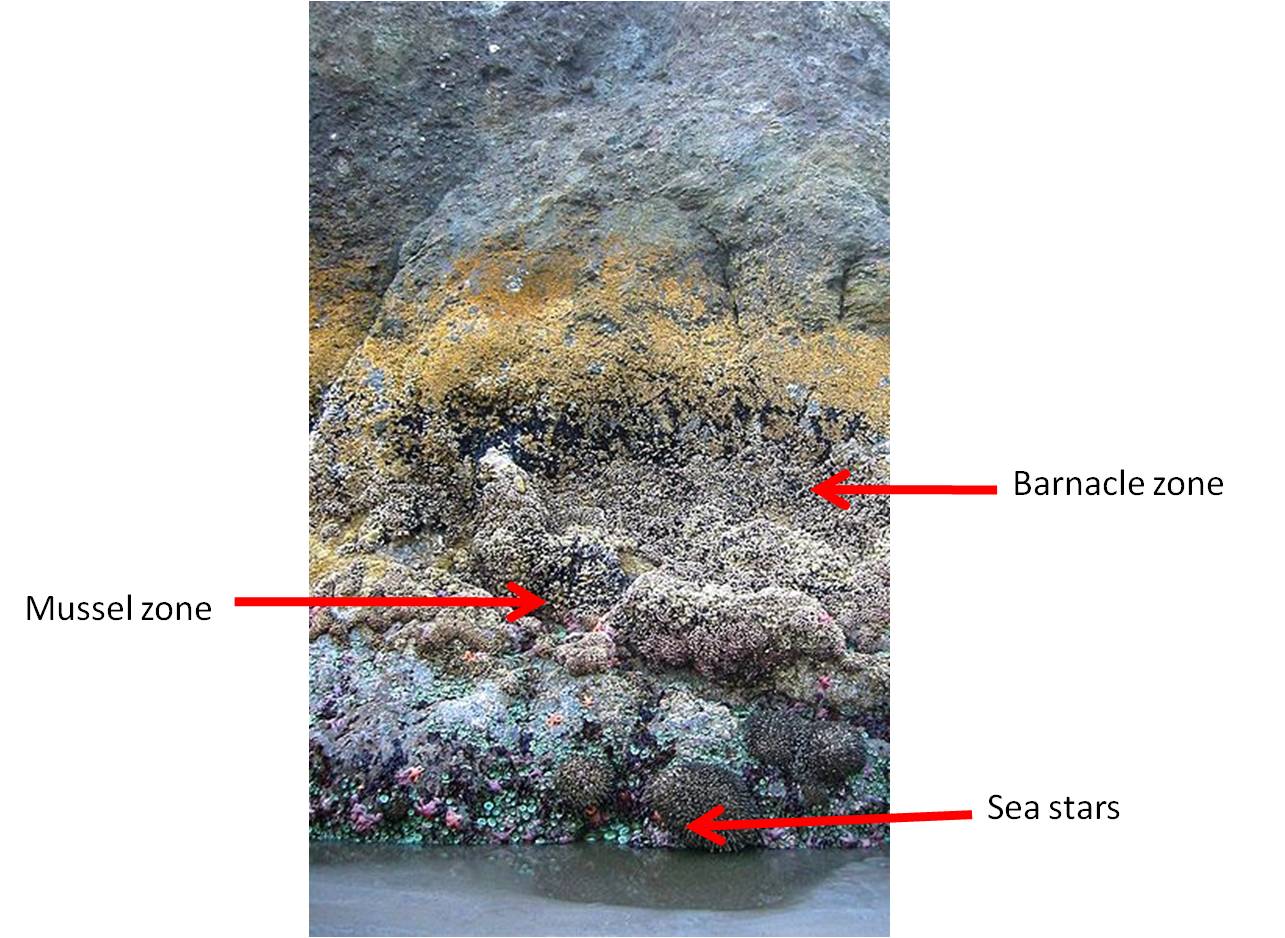 THE SPINELESS LIFE: Summer photos 5: intertidal zonation