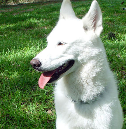 Big German Shepherds: White German Shepherd Mix