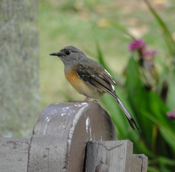 Inspiring Nature Photography By Carol Reynolds: White-Rumped Shama Thrush