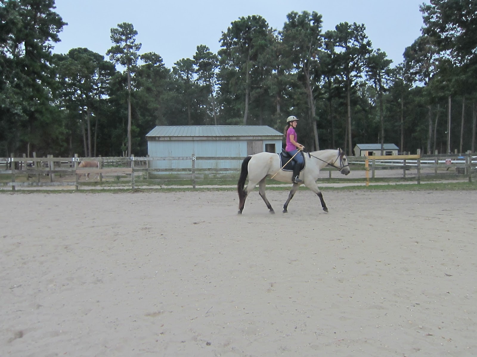 Memoirs of a Horse Girl: Riding Reflection: Using the Inside Rein