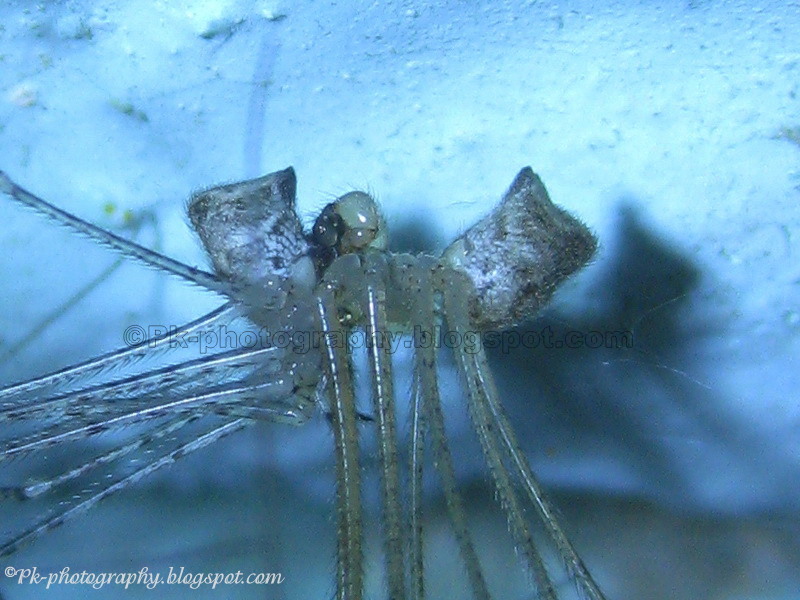 Spiders Mating | Nature, Cultural, and Travel Photography Blog