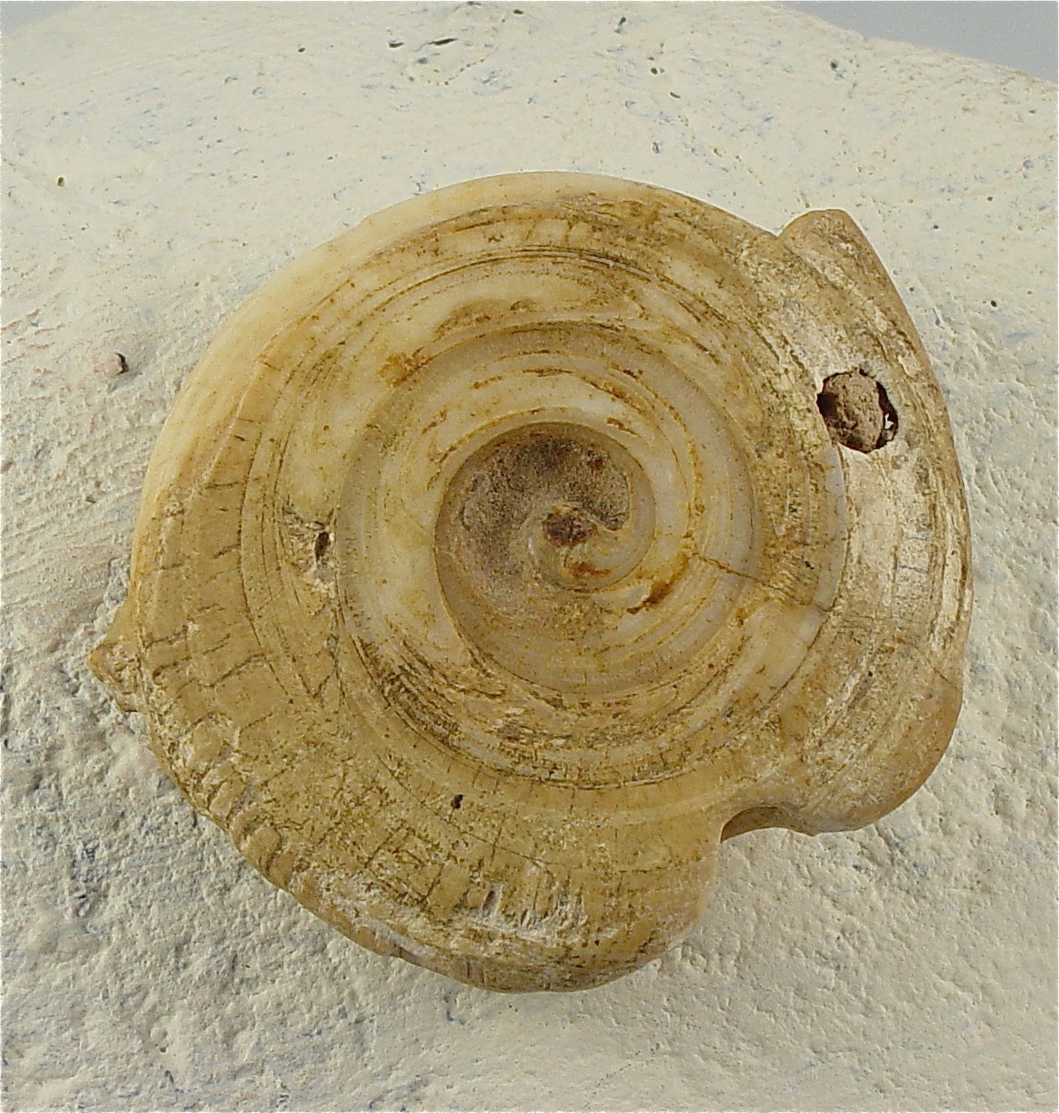 Bactrian Seals and Amulets, a Resource: Fossil Sea Shells High in the ...